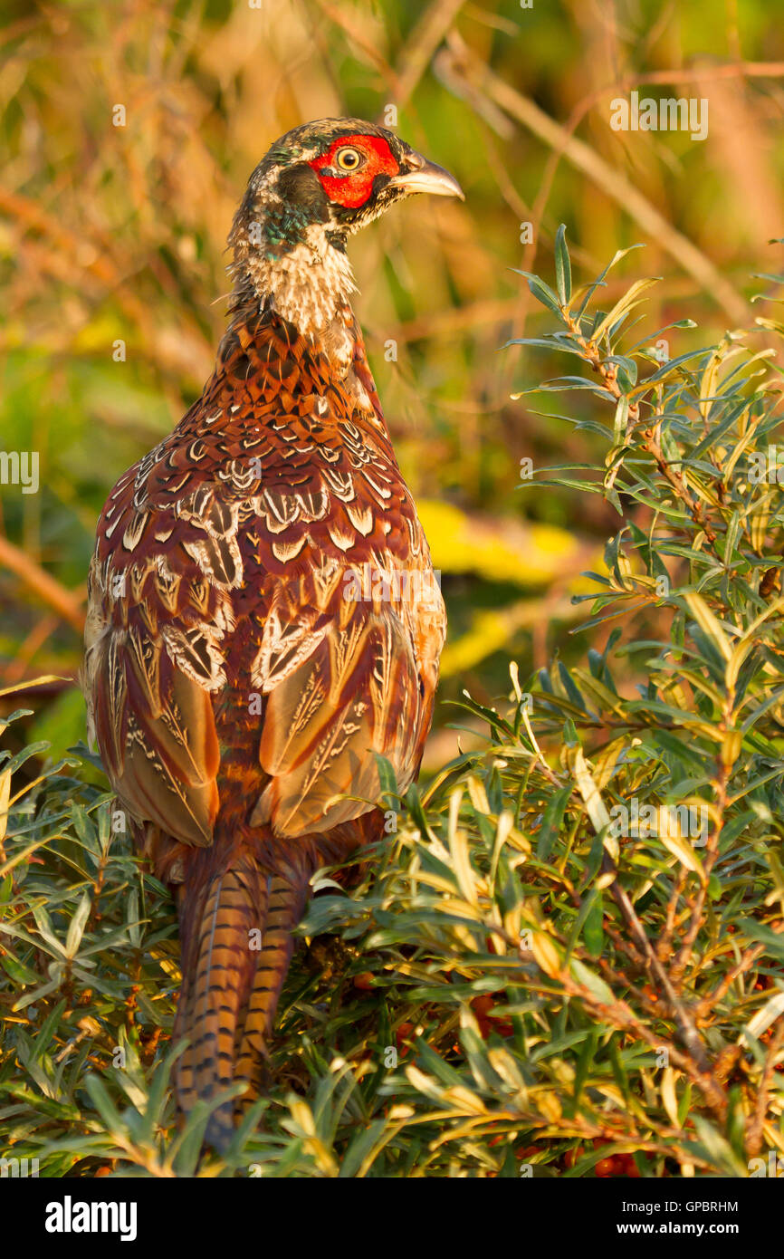 Pheasant bird photos hi-res stock photography and images - Alamy