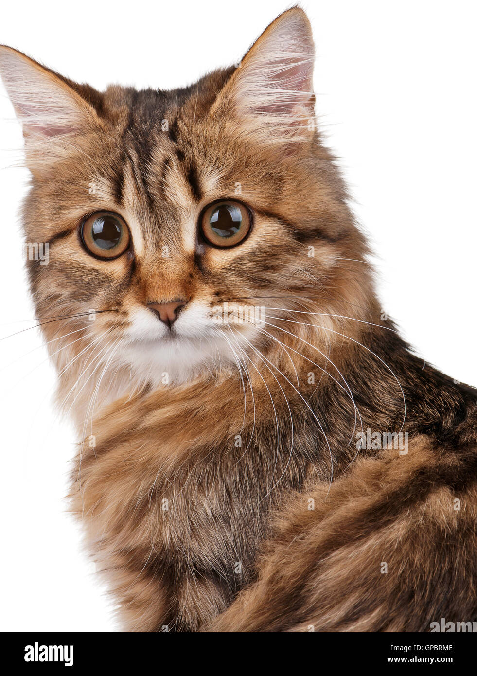 Portrait of cat Stock Photo - Alamy