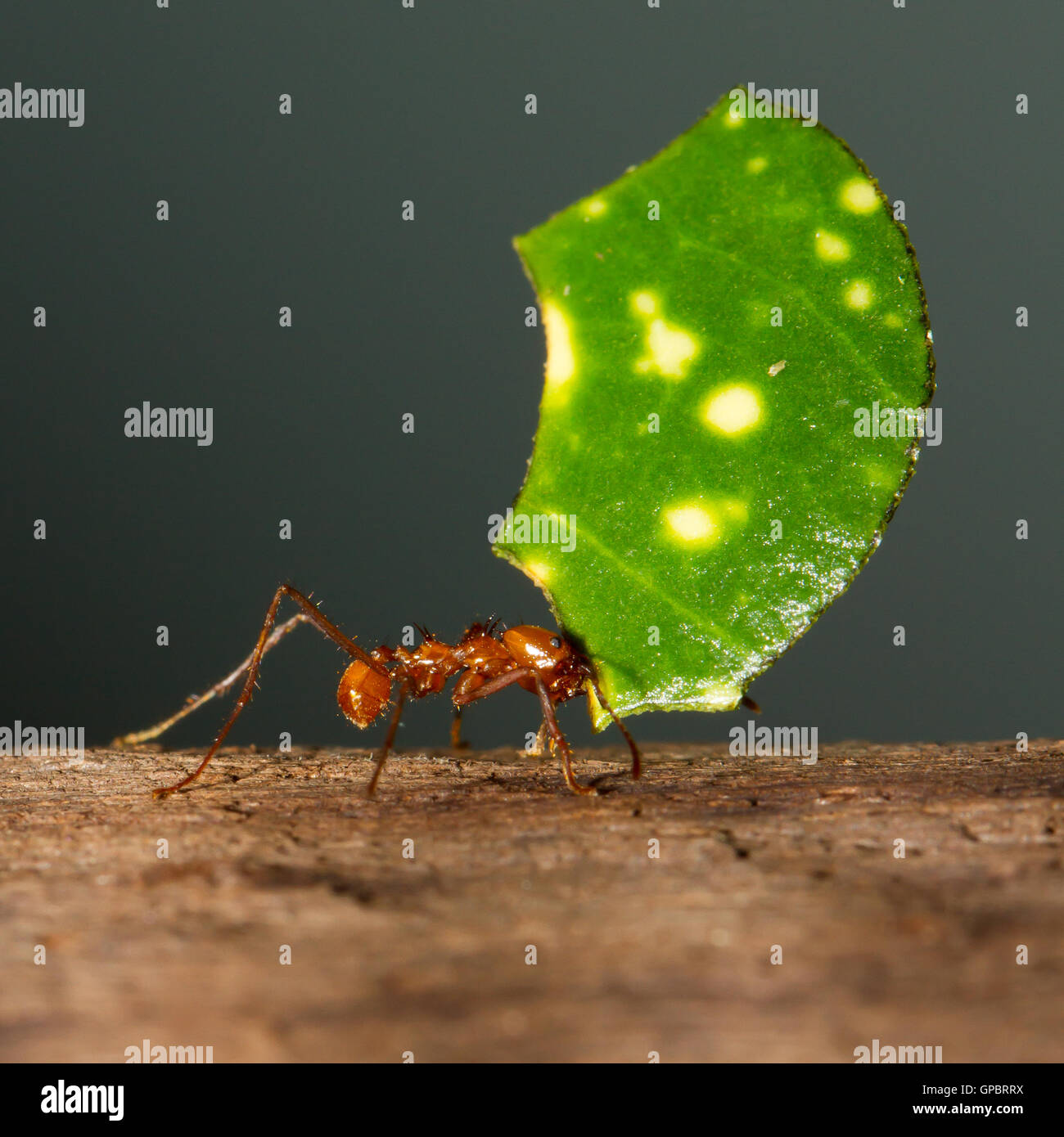 Ant royalty hi-res stock photography and images - Alamy