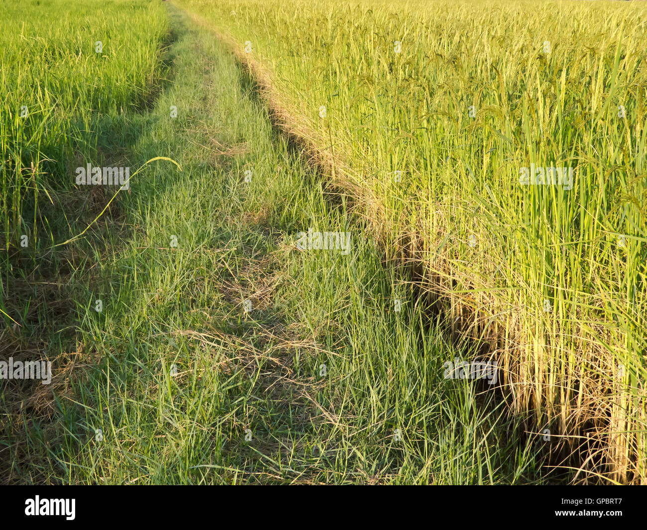 jasmine rice field Stock Photo - Alamy