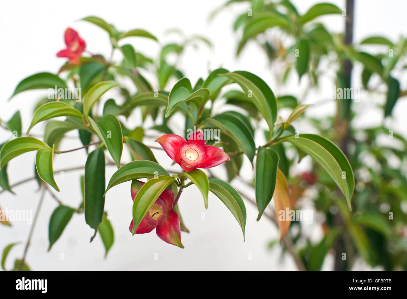 Waxy flower leaves hi-res stock photography and images - Alamy