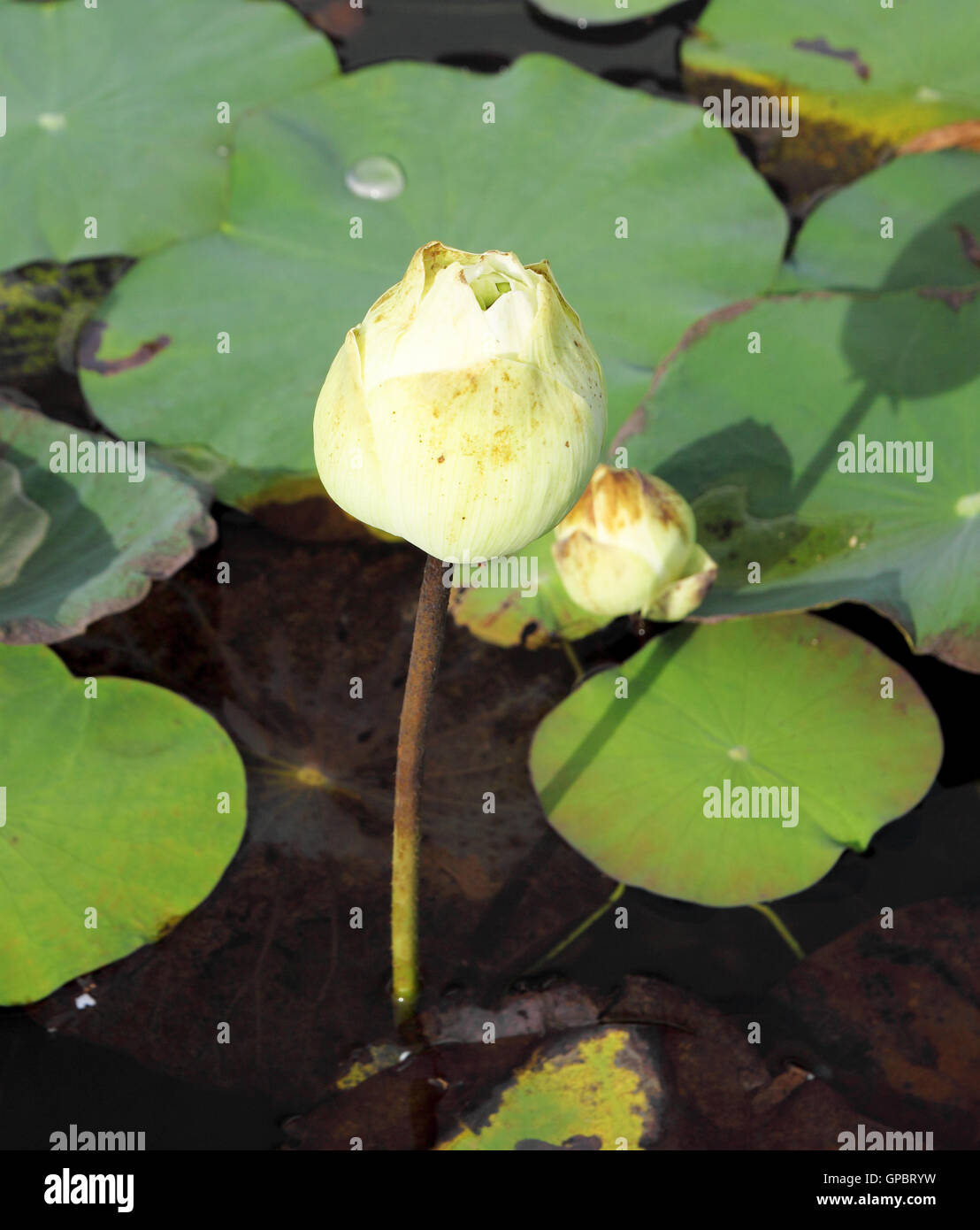Bud of The Lotus Flower Stock Photo - Alamy