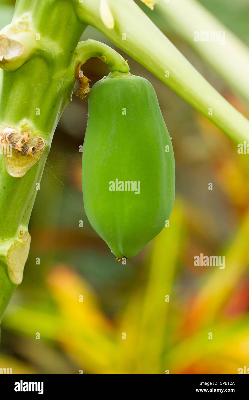 Single papaya hanging from the tree hi-res stock photography and images ...