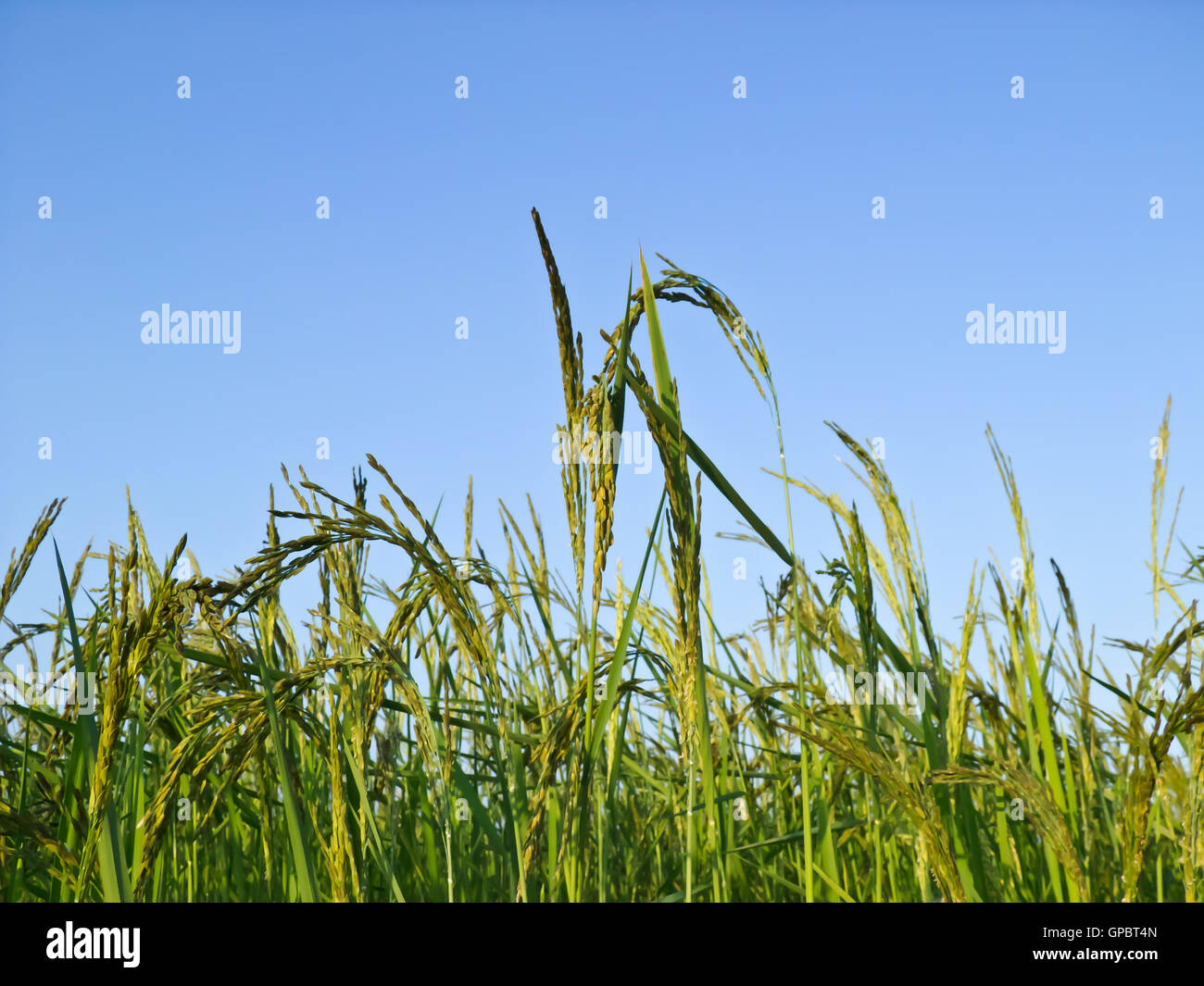 jasmine rice field Stock Photo - Alamy