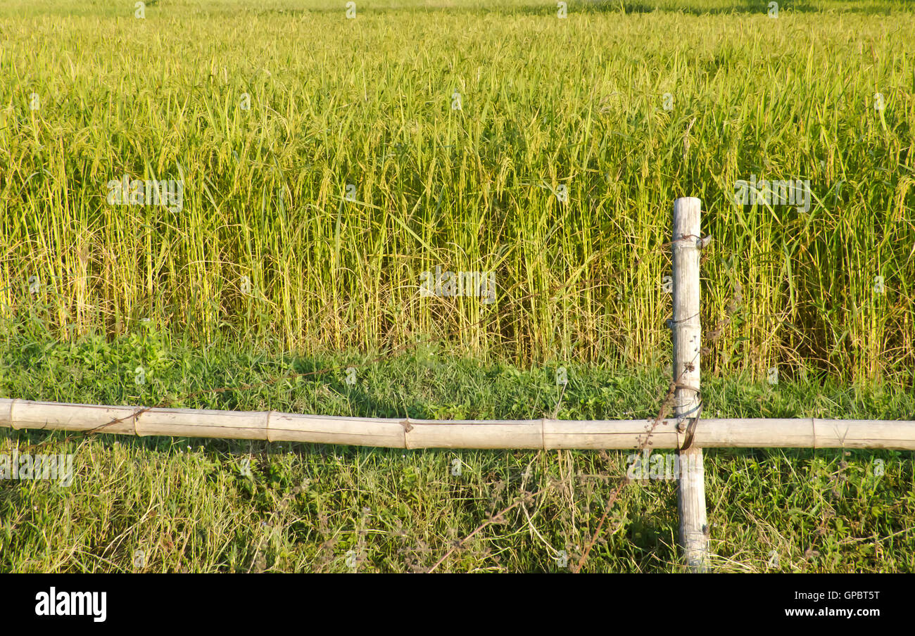 jasmine rice field Stock Photo - Alamy