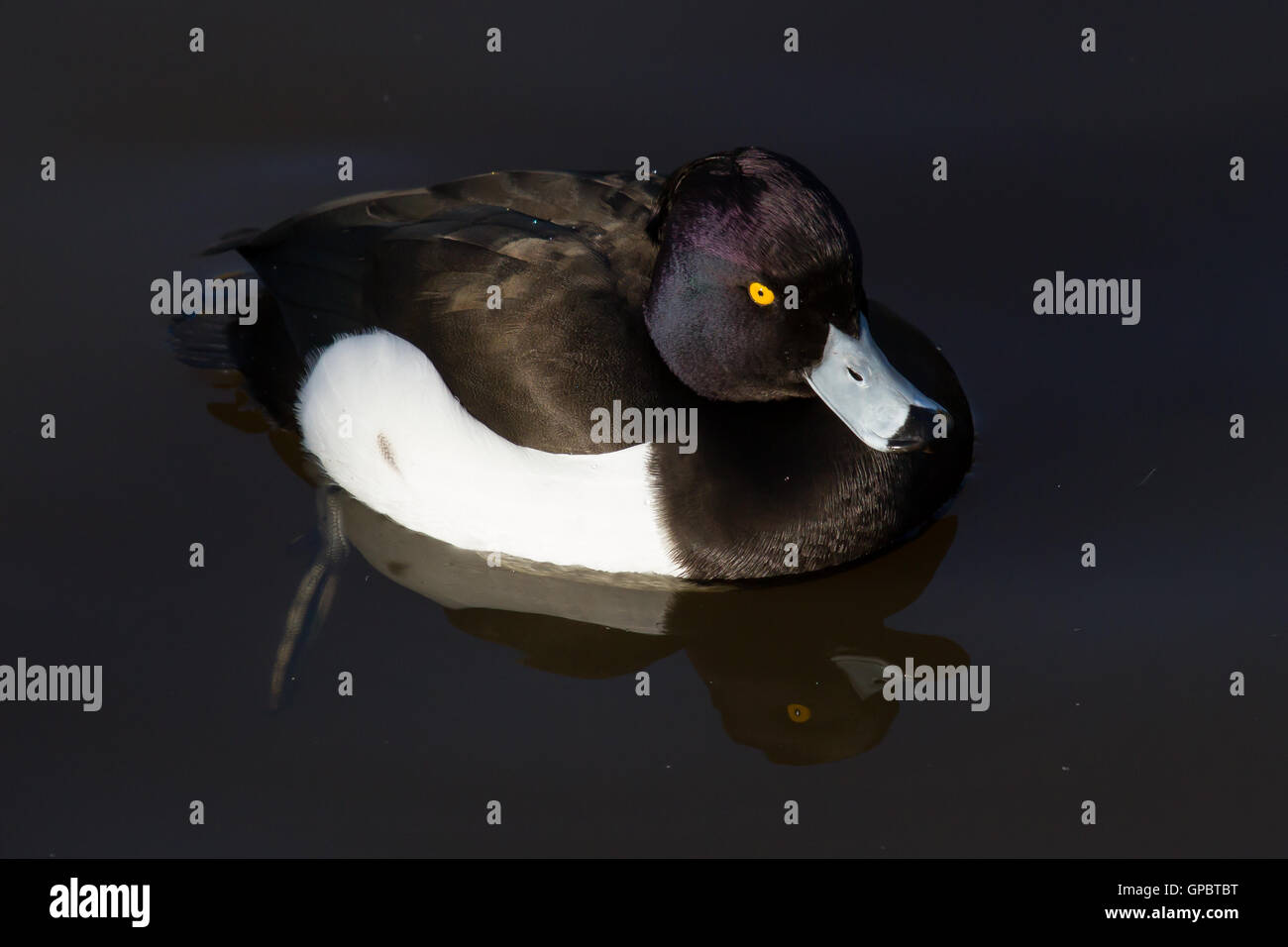 Drake male duck photos hi-res stock photography and images - Alamy