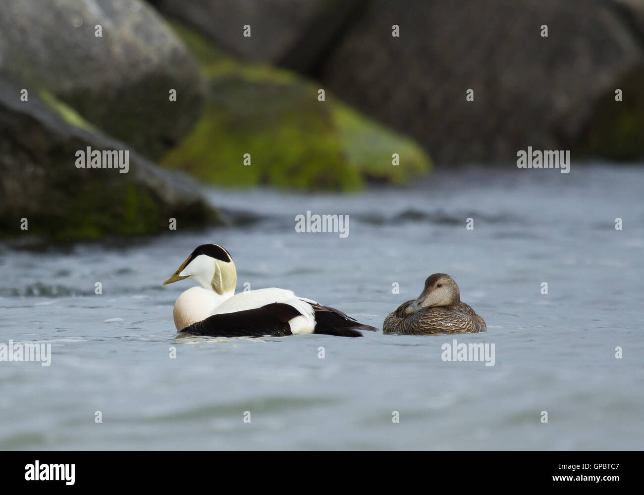A pair of common eiders Stock Photo - Alamy