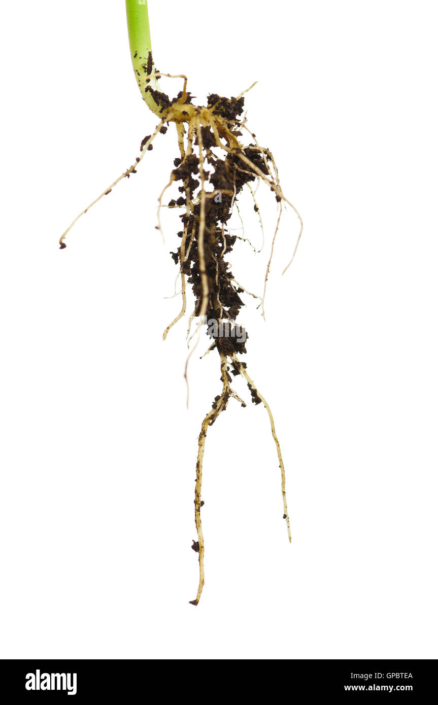 Bean plant roots hi-res stock photography and images - Alamy