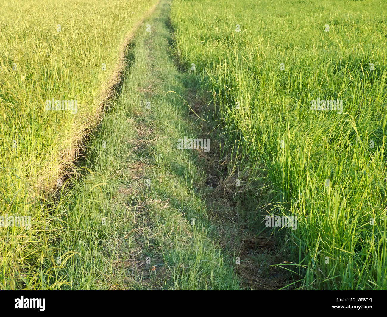 jasmine rice field Stock Photo - Alamy