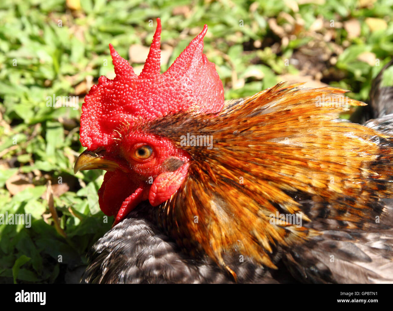 Clode-up Thai bantam chicken in field Stock Photo - Alamy