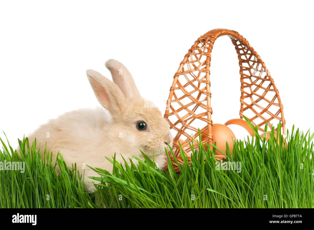 Rabbit in grass Stock Photo - Alamy