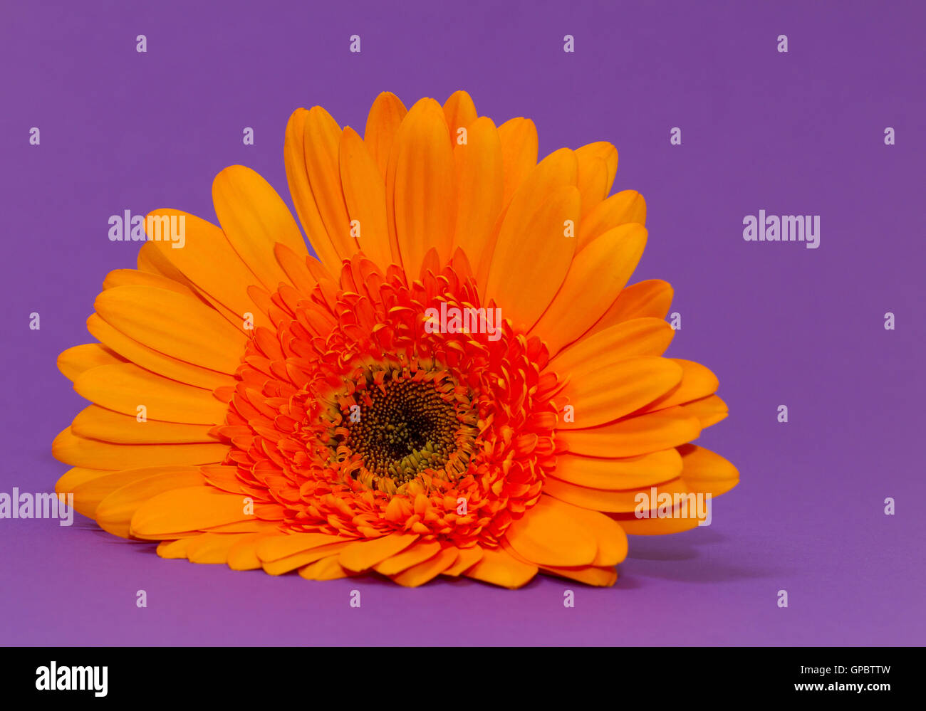 One single gerbera flower Stock Photo - Alamy