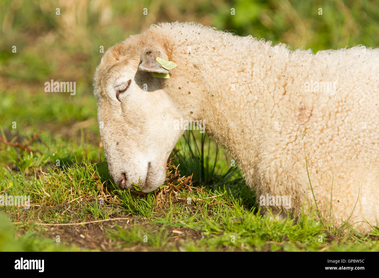 White sheep enjoying the sun Stock Photo - Alamy