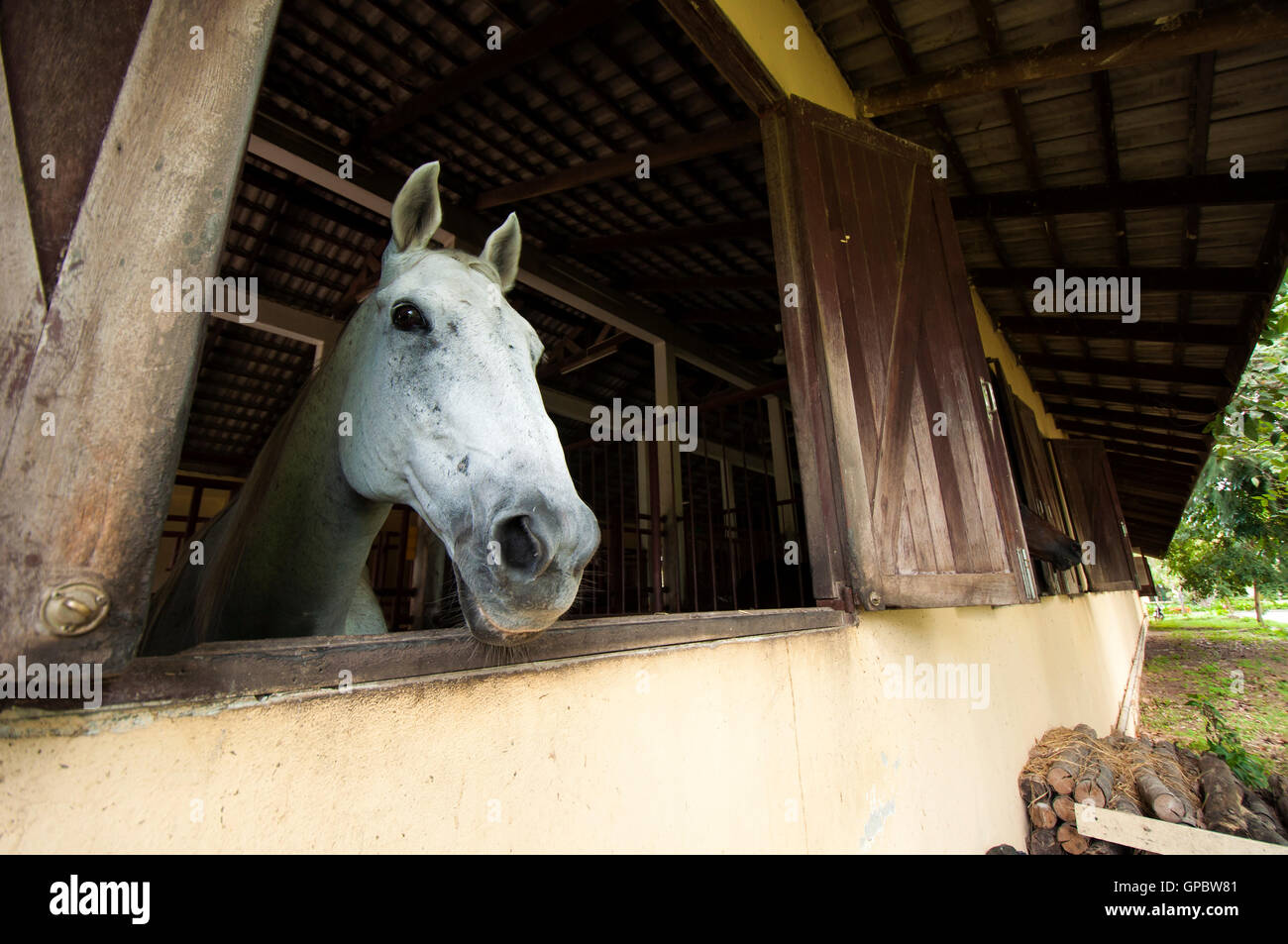 Horse at stable Stock Photo - Alamy