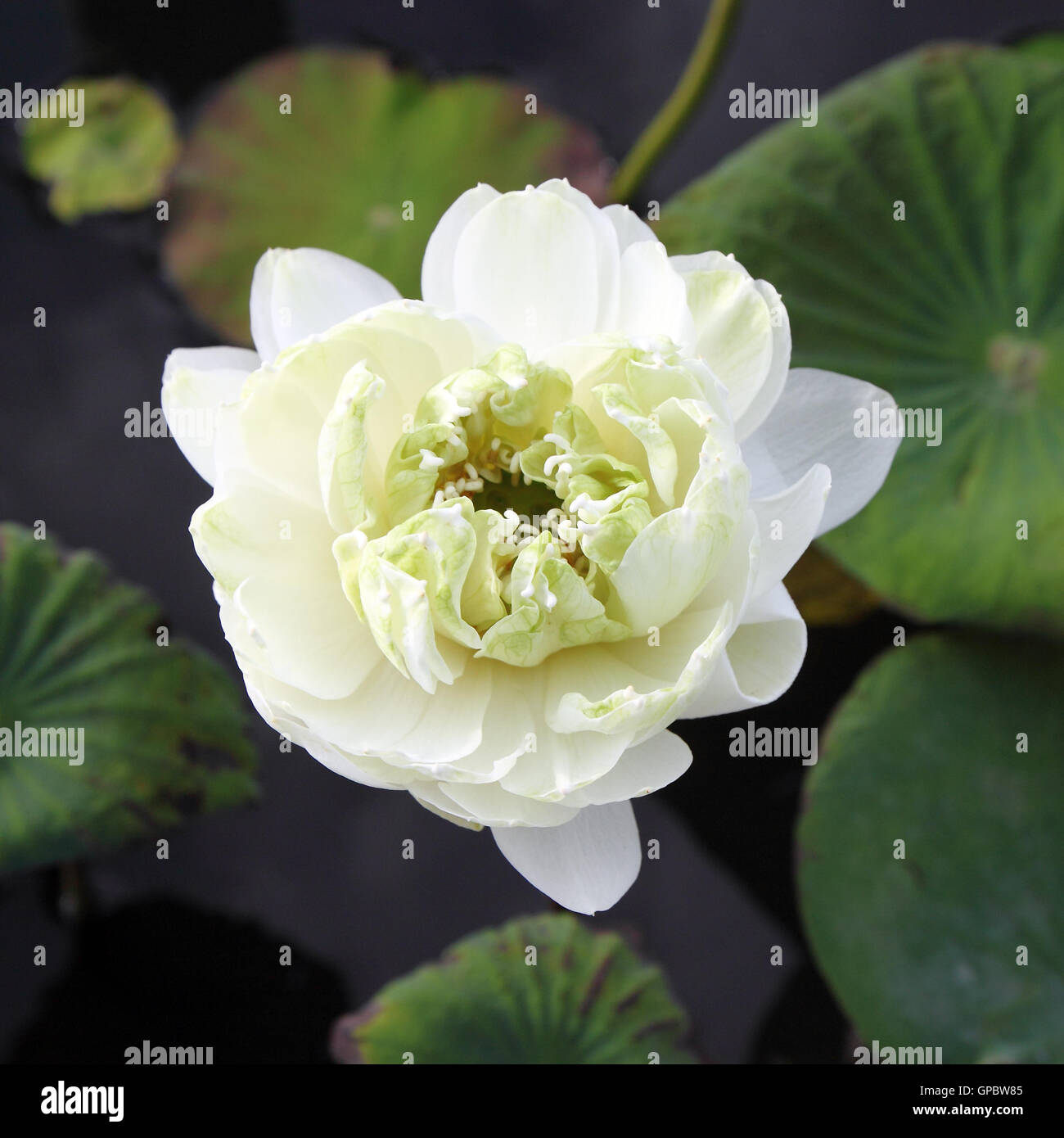 white lotus on lotus pond Stock Photo - Alamy