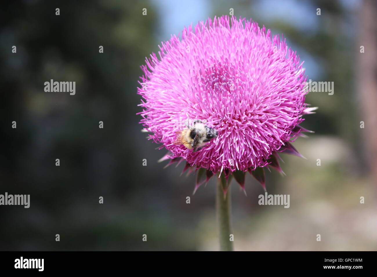 Thistle and bee hi-res stock photography and images - Alamy