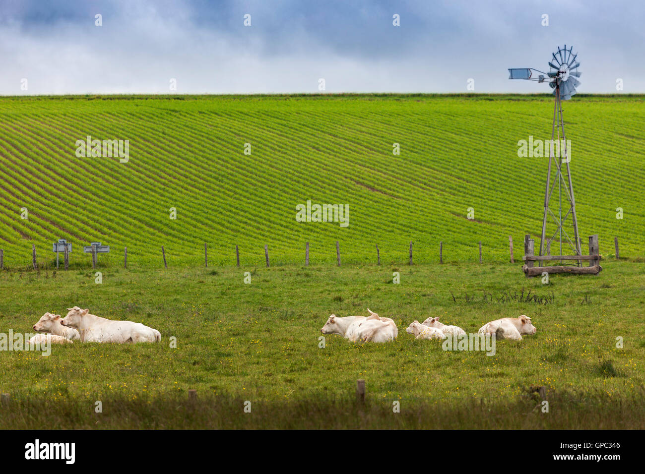 Cows on the field in Normandy. Normandy. Normandy, France Stock Photo ...