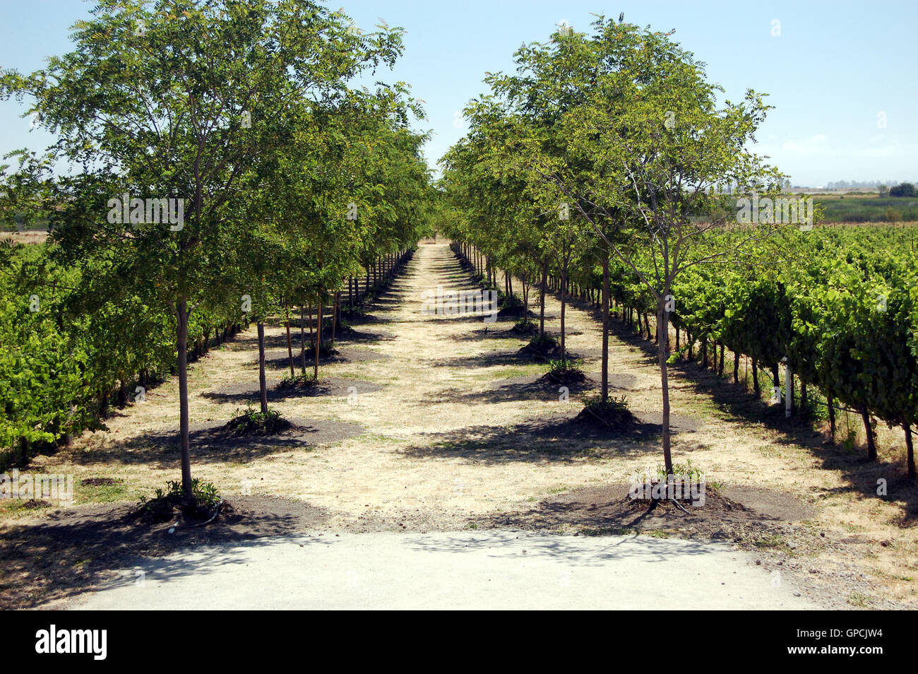 The wine path. Vineyard in Napa, California Stock Photo - Alamy