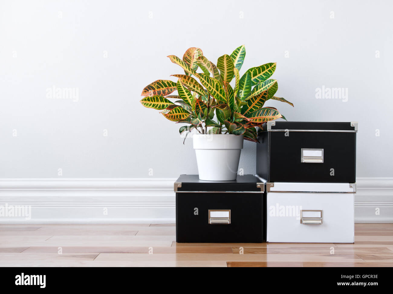 Storage boxes and green plant in a room Stock Photo - Alamy