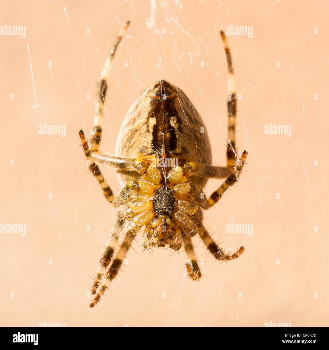 A cross spider Stock Photo - Alamy