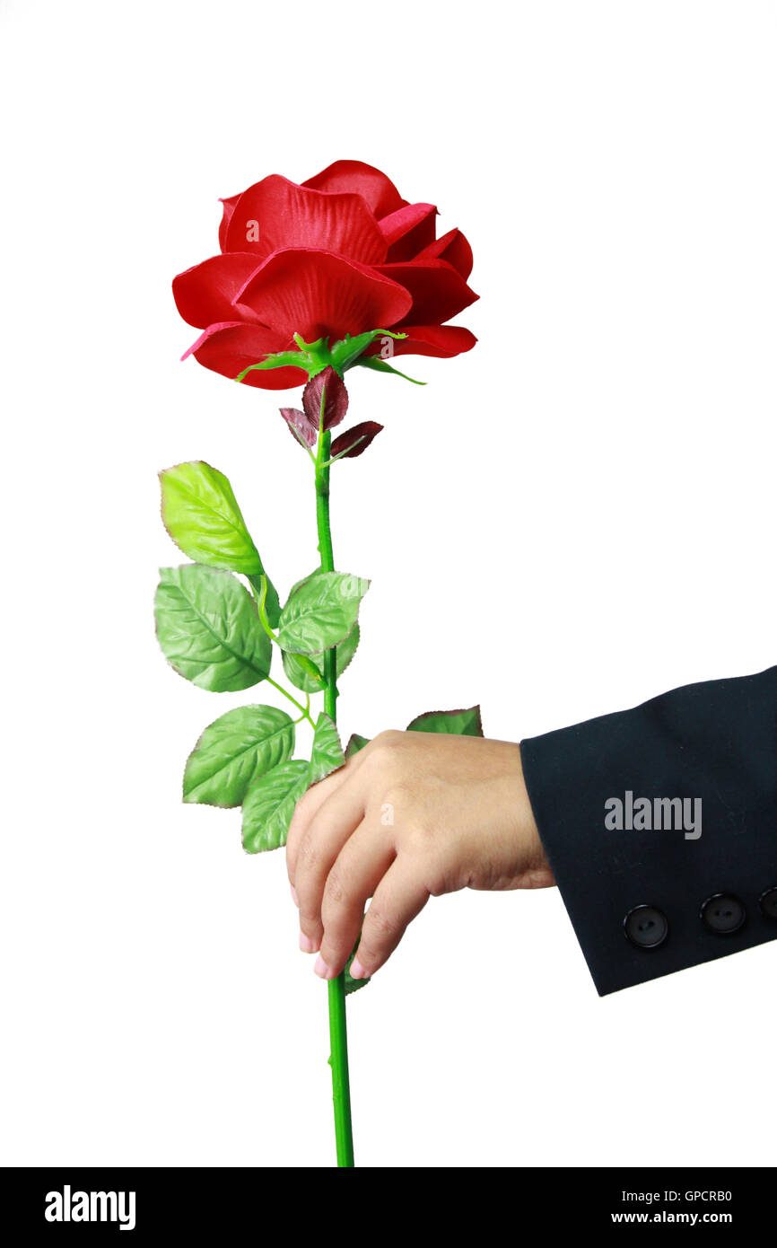 Red rose in hand isolated on white background Stock Photo - Alamy