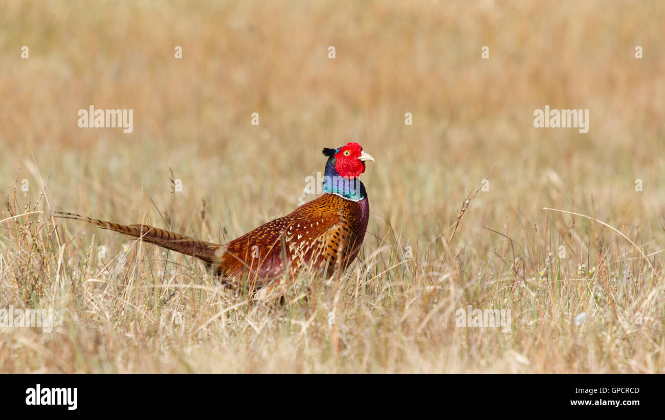 A common Pheasant Stock Photo - Alamy