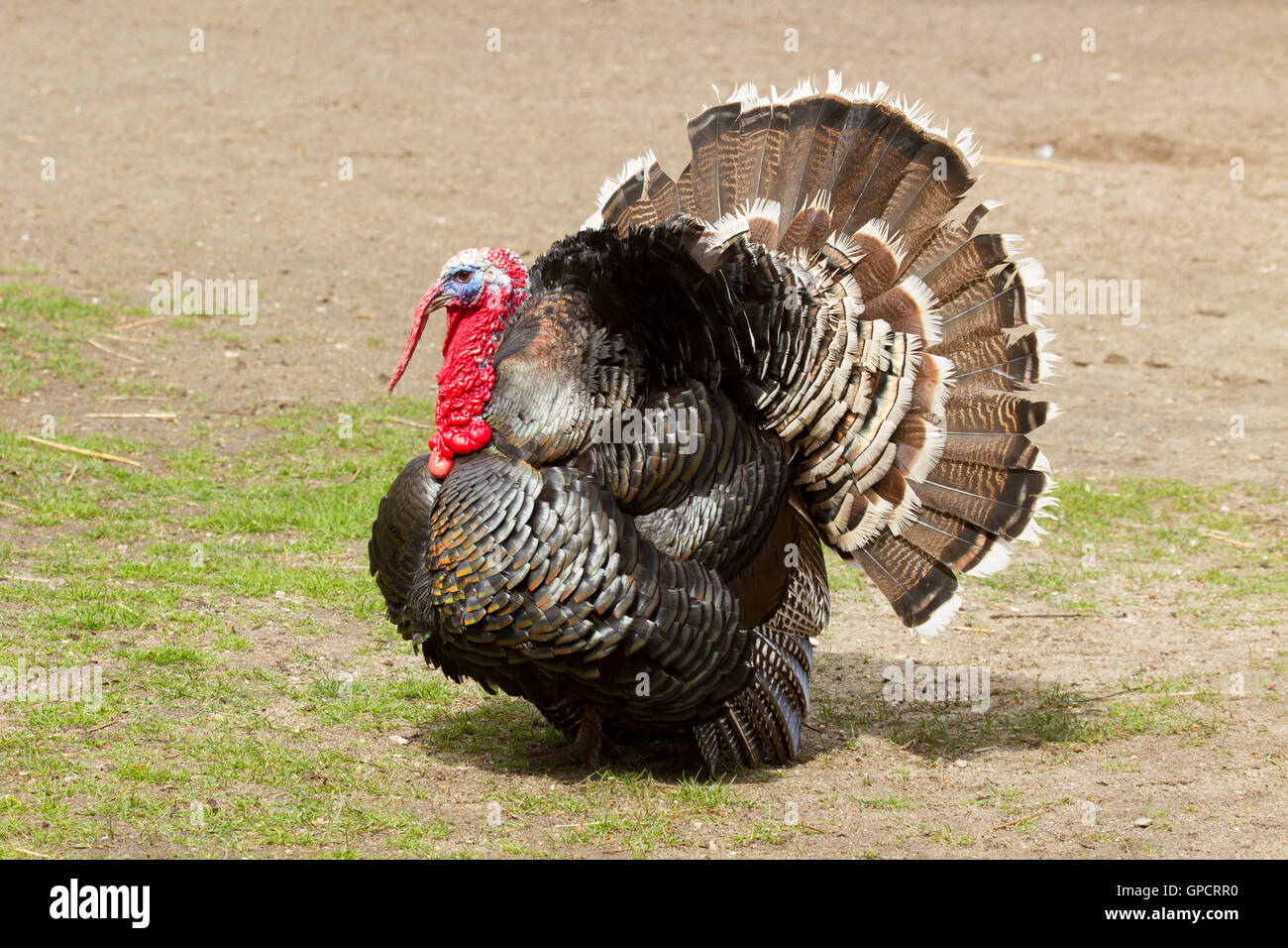 Large turkey hi-res stock photography and images - Alamy