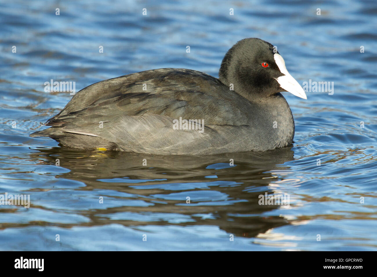 A common coot in the water Stock Photo - Alamy