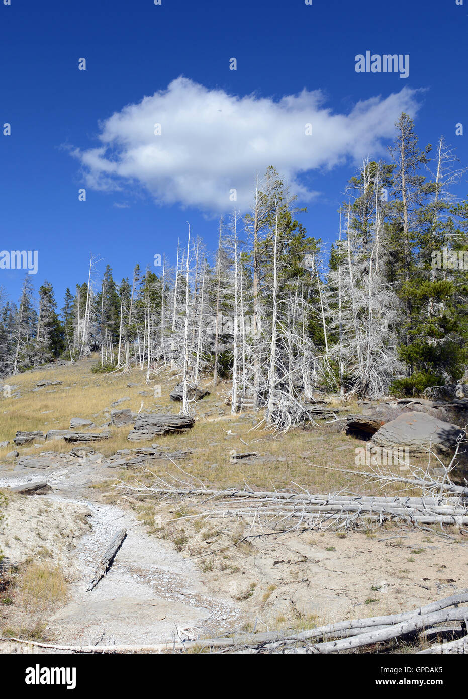 Geothermal activity at Yellowstone National Park, Wyoming, USA Stock ...