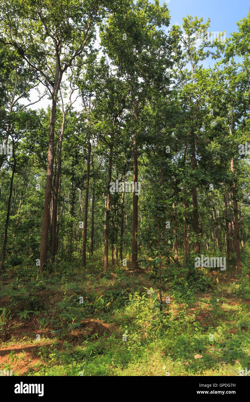 Dense forest, Jagdalpur, Bastar, Chhattisgarh, India, Asia Stock Photo ...