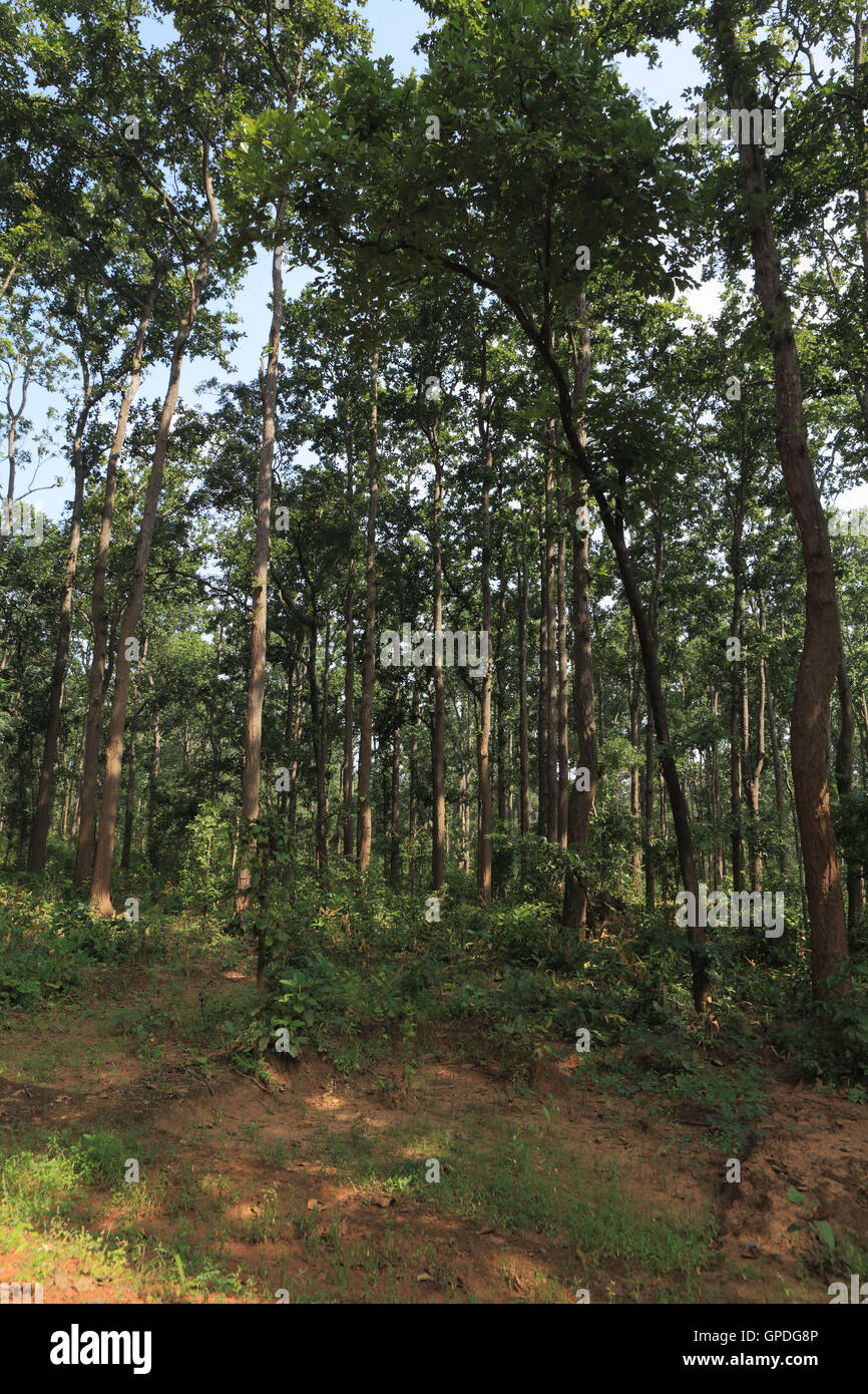 Dense forest, Jagdalpur, Bastar, Chhattisgarh, India, Asia Stock Photo ...