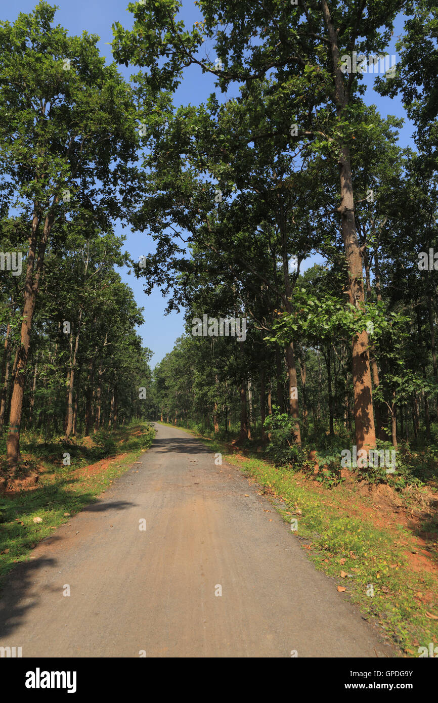 Dense forest, Jagdalpur, Bastar, Chhattisgarh, India, Asia Stock Photo ...