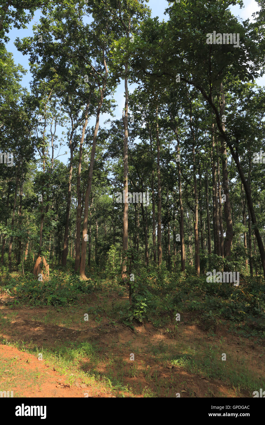 Sal tree plantation hi-res stock photography and images - Alamy