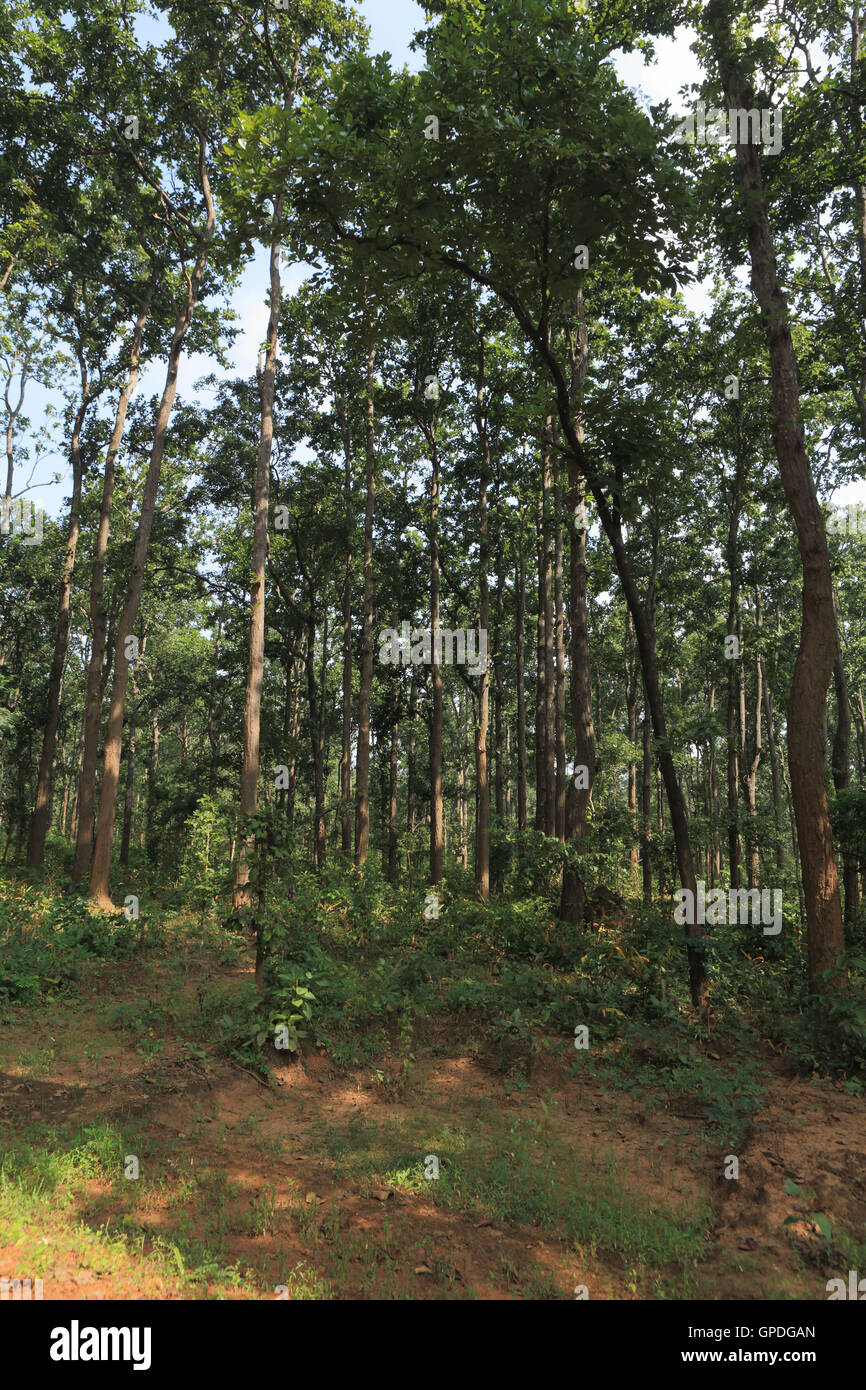 Dense forest, Jagdalpur, Bastar, Chhattisgarh, India, Asia Stock Photo ...