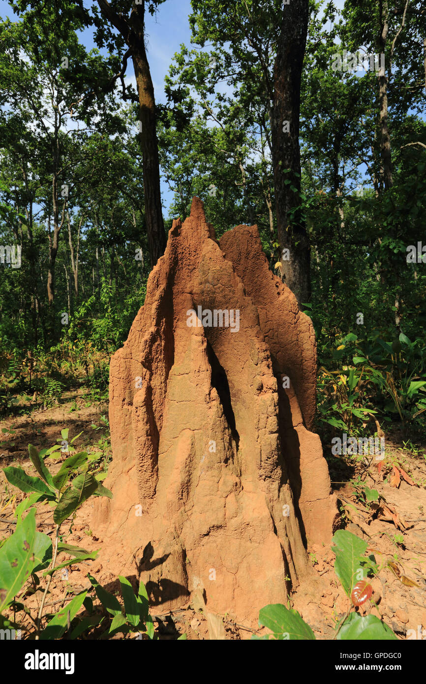 Ant hill colony hi-res stock photography and images - Alamy