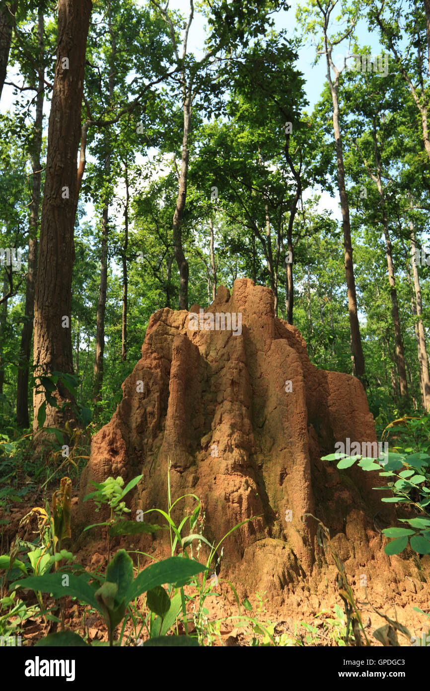 Ant hill, anthill, ant colony, ant nest, termite hill, Kanger Valley ...