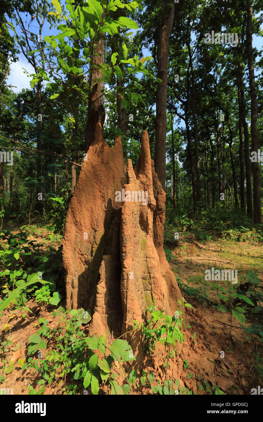 Ant hill, anthill, ant colony, ant nest, termite hill, Kanger Valley ...