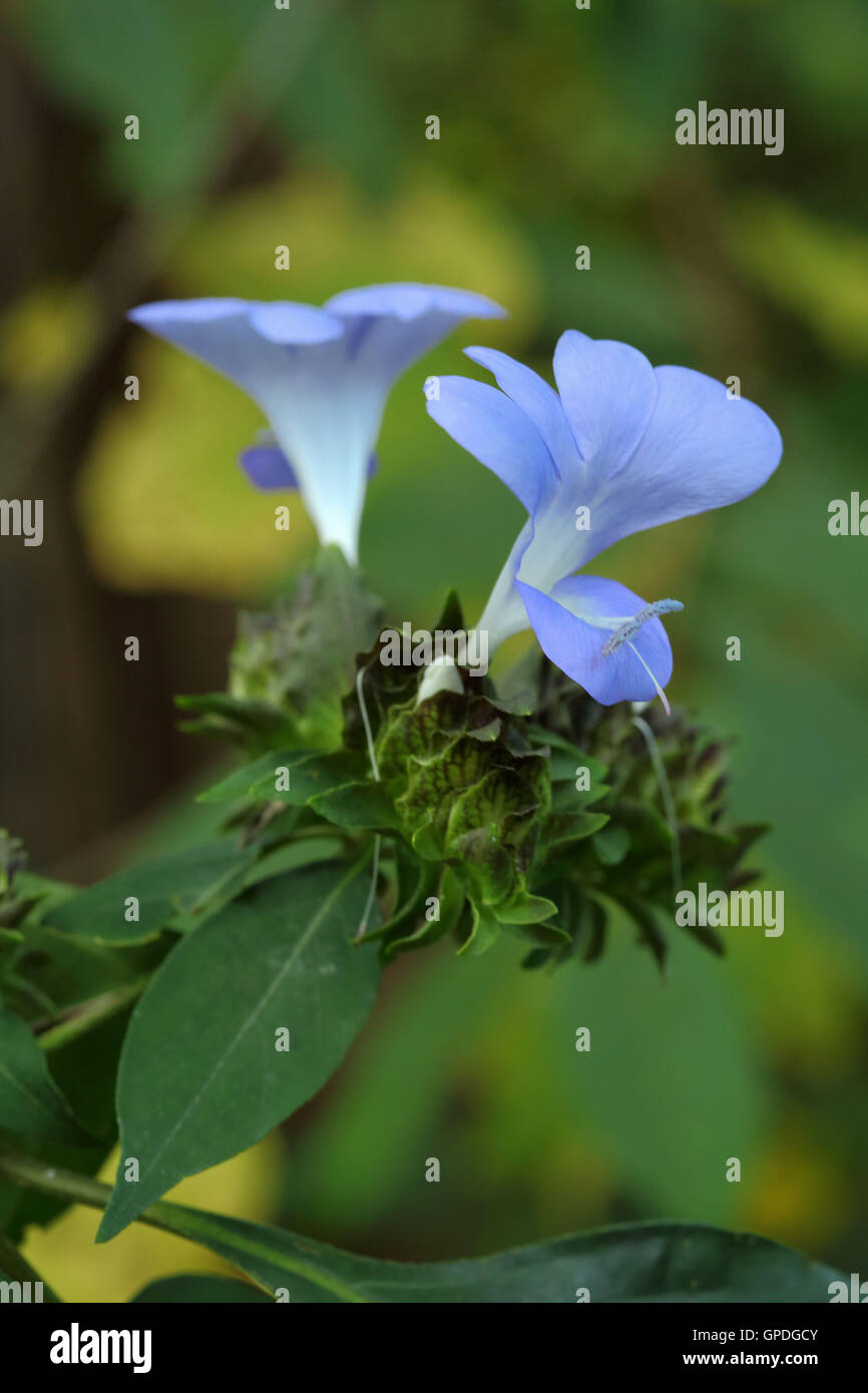 Blue orchid flower, Jagdalpur, Bastar, Chhattisgarh, India, Asia Stock ...