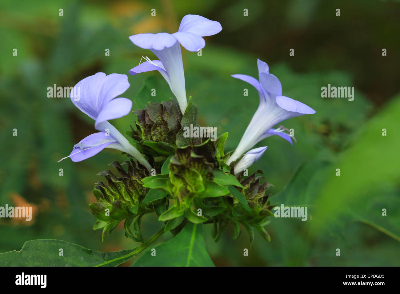 Blue orchid flower, Jagdalpur, Bastar, Chhattisgarh, India, Asia Stock ...