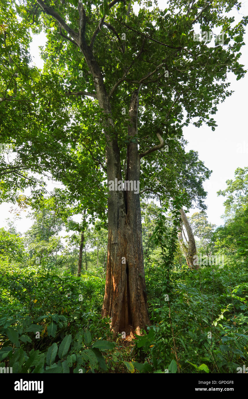 Tree, Jagdalpur, Bastar, Chhattisgarh, India, Asia Stock Photo - Alamy
