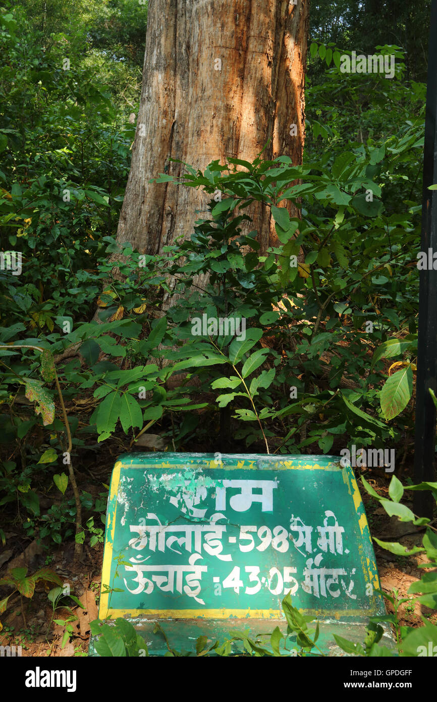 Tree, Jagdalpur, Bastar, Chhattisgarh, India, Asia Stock Photo - Alamy
