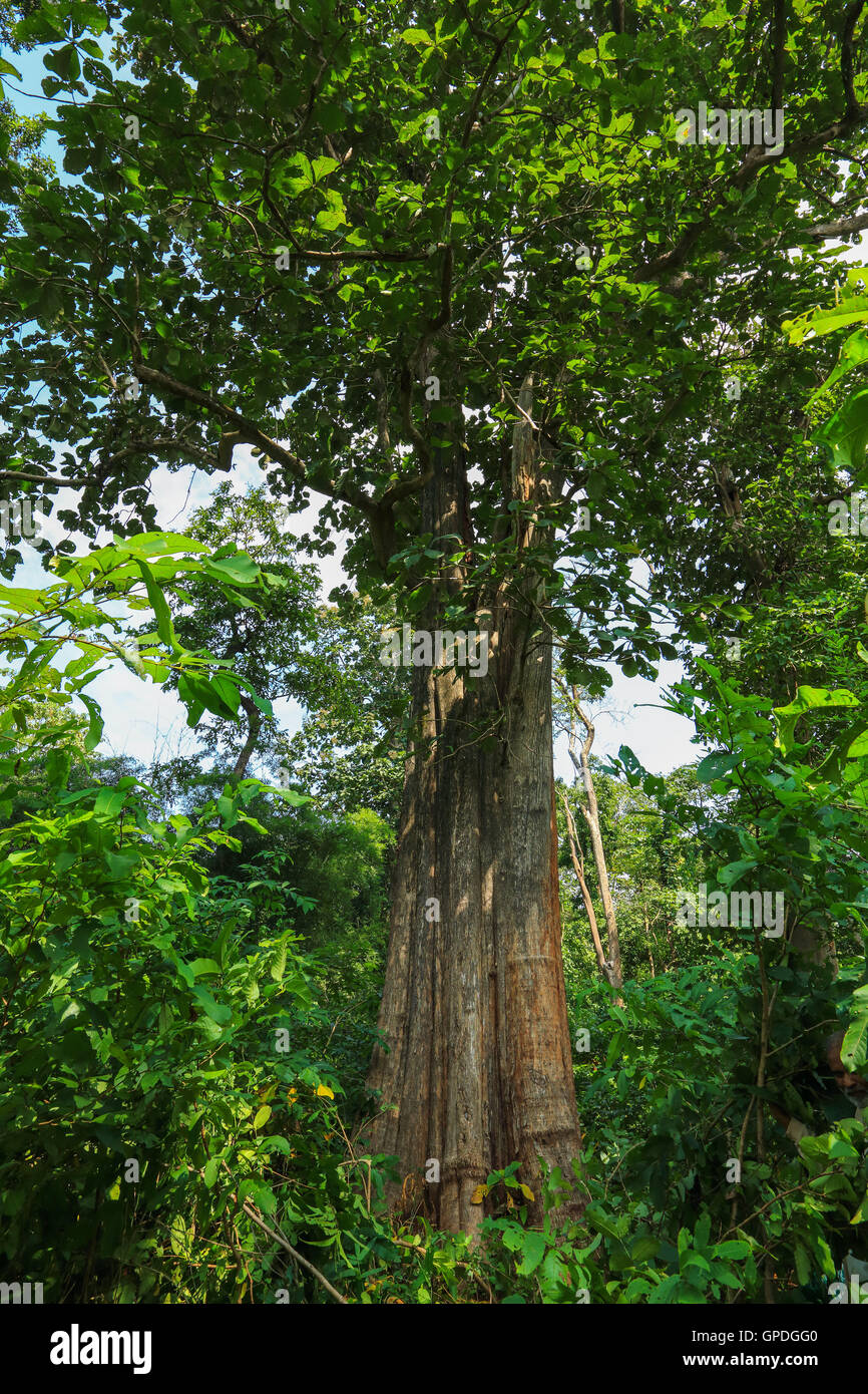 Giant tree, Jagdalpur, Bastar, Chhattisgarh, India, Asia Stock Photo ...