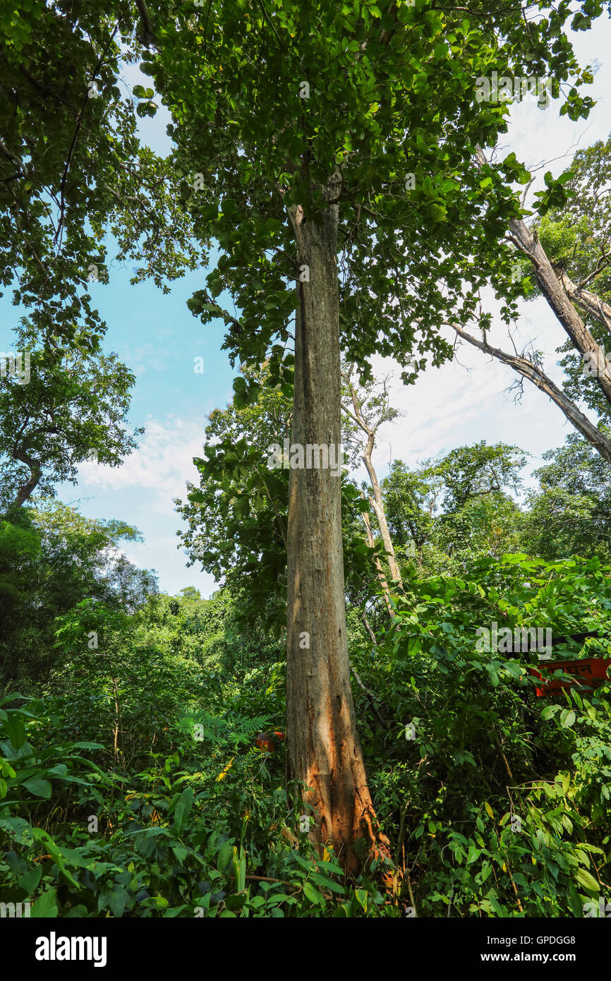 Giant tree, Jagdalpur, Bastar, Chhattisgarh, India, Asia Stock Photo ...