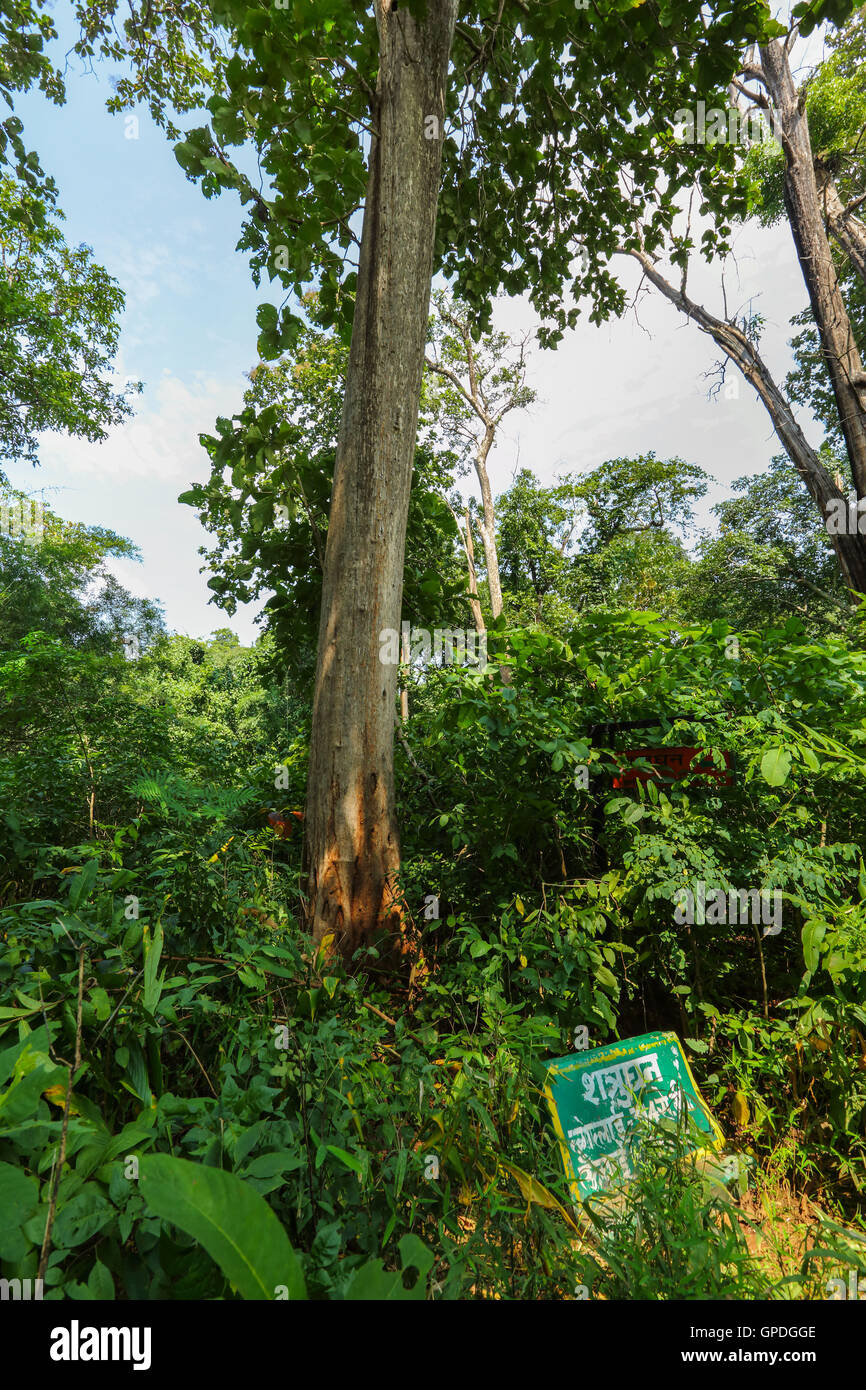 Giant tree, Jagdalpur, Bastar, Chhattisgarh, India, Asia Stock Photo ...