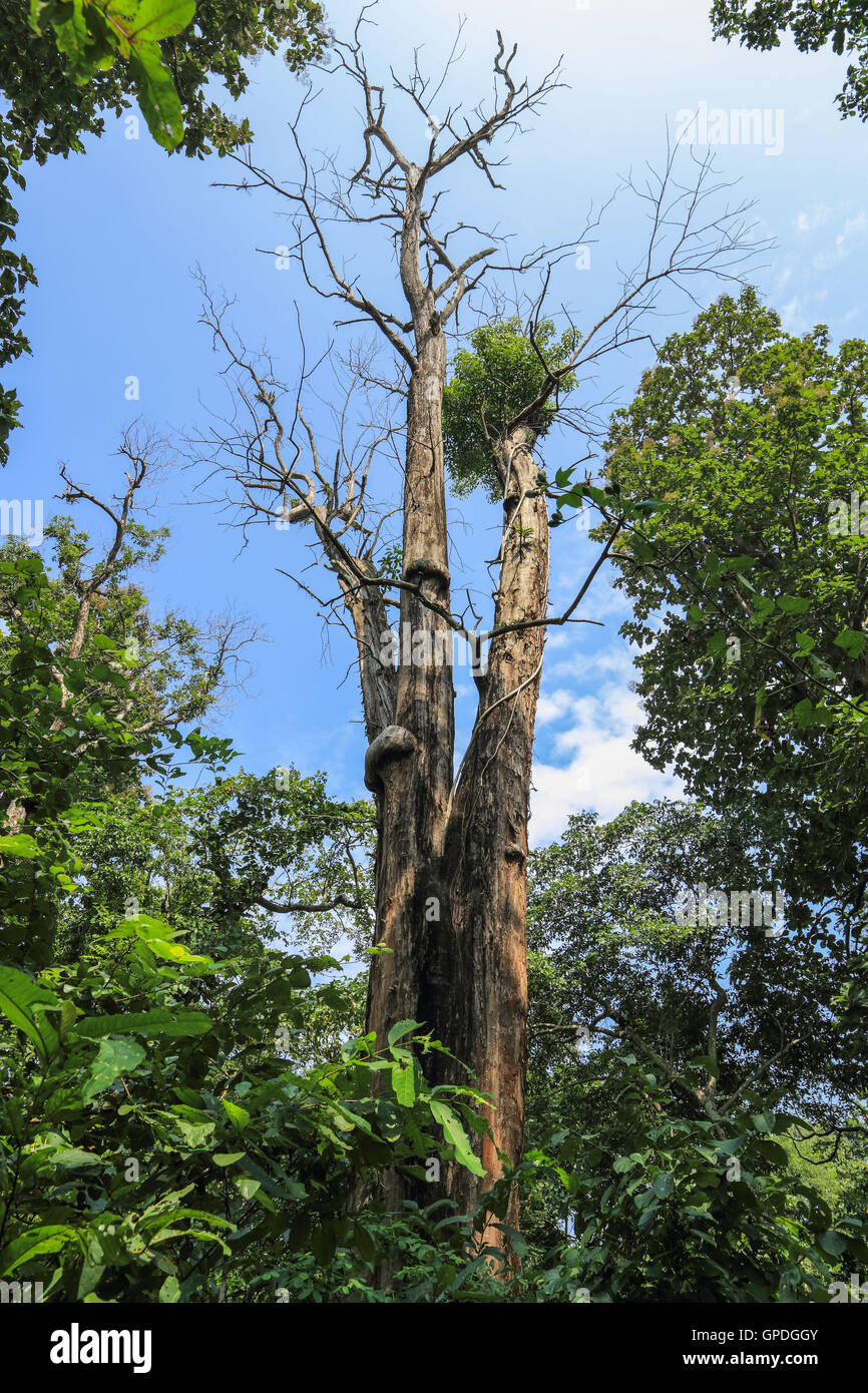 Giant tree, Jagdalpur, Bastar, Chhattisgarh, India, Asia Stock Photo ...