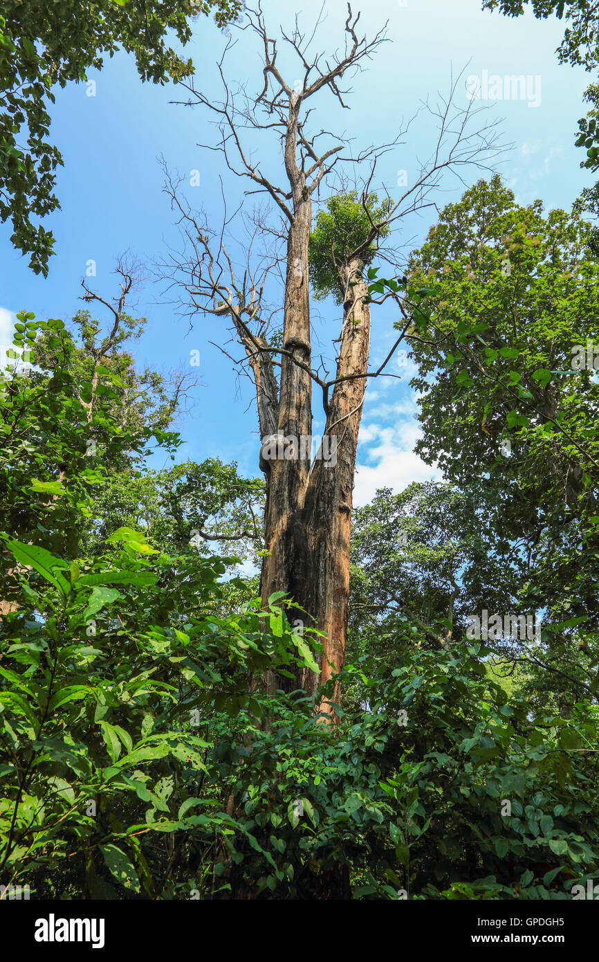 Giant tree, Jagdalpur, Bastar, Chhattisgarh, India, Asia Stock Photo ...
