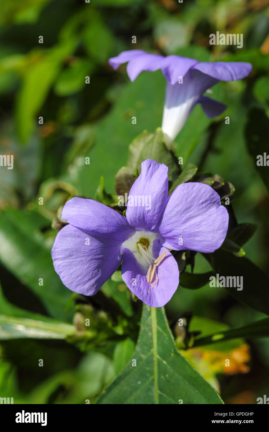 Blue orchid flower, Jagdalpur, Bastar, Chhattisgarh, India, Asia Stock ...