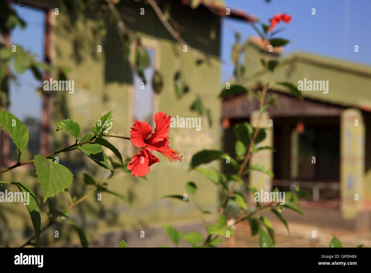 Hibiscus flower, Jagdalpur, Bastar, Chhattisgarh, India, Asia Stock ...