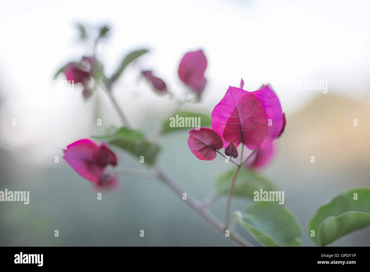 Sardinia flours hi-res stock photography and images - Alamy