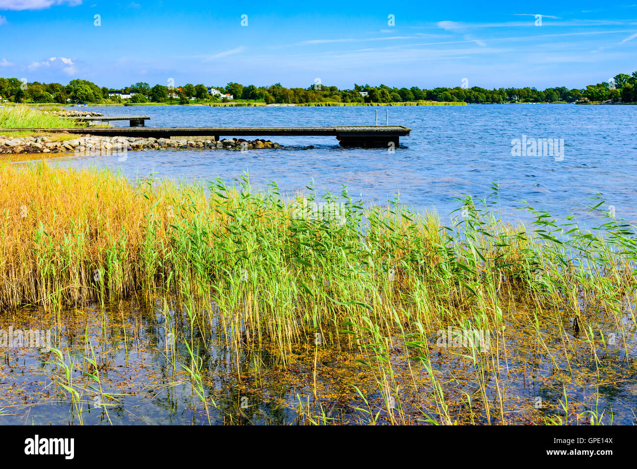 Small wooden piers on a stretch of coast. Reed in foreground and some ...